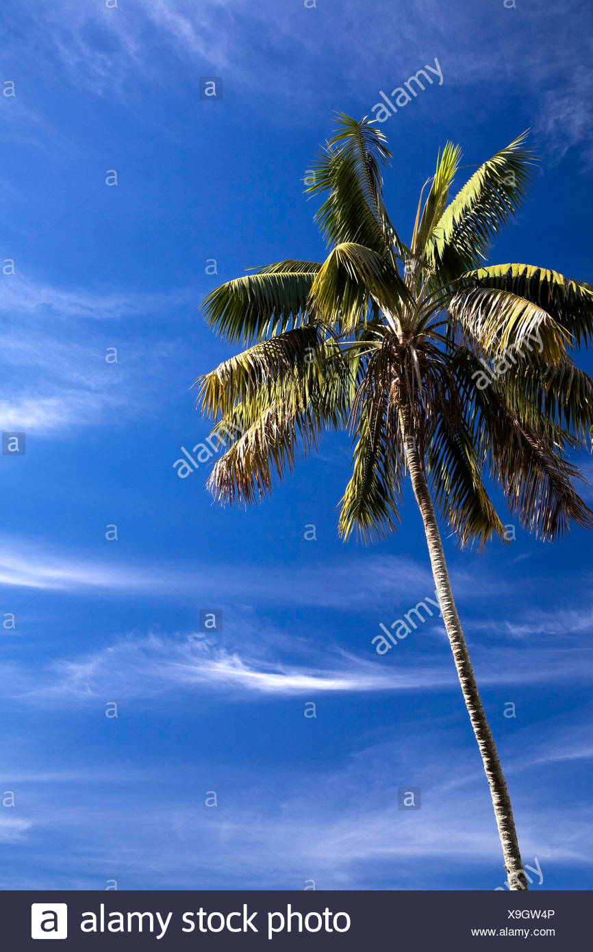 Dried Palm Tree Leaf High Resolution Stock Photography and Images - Alamy