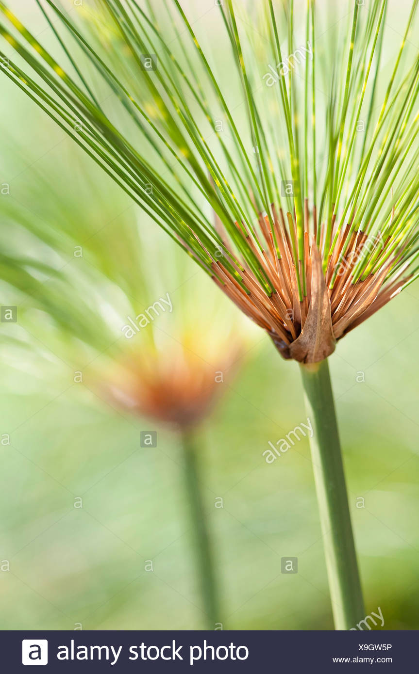 Papyrus Stem High Resolution Stock Photography and Images - Alamy