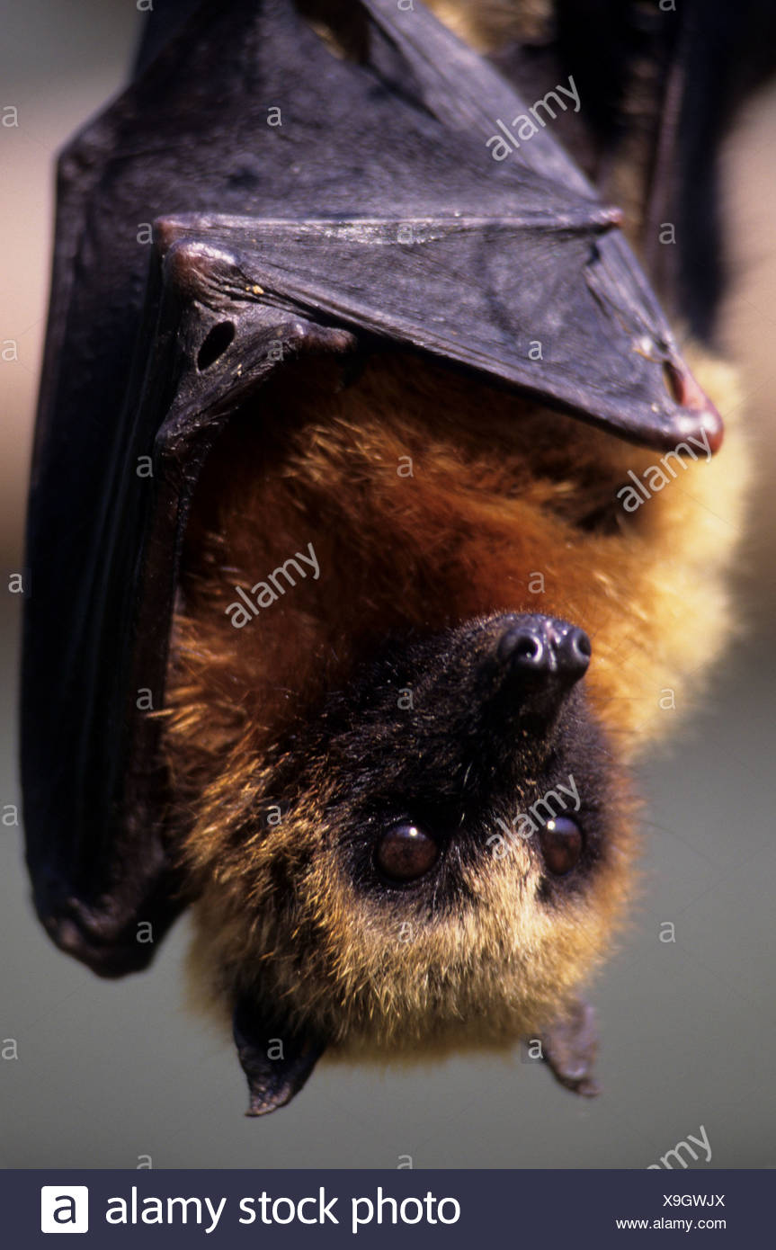 Madagascar Fruit Bats High Resolution Stock Photography and Images - Alamy