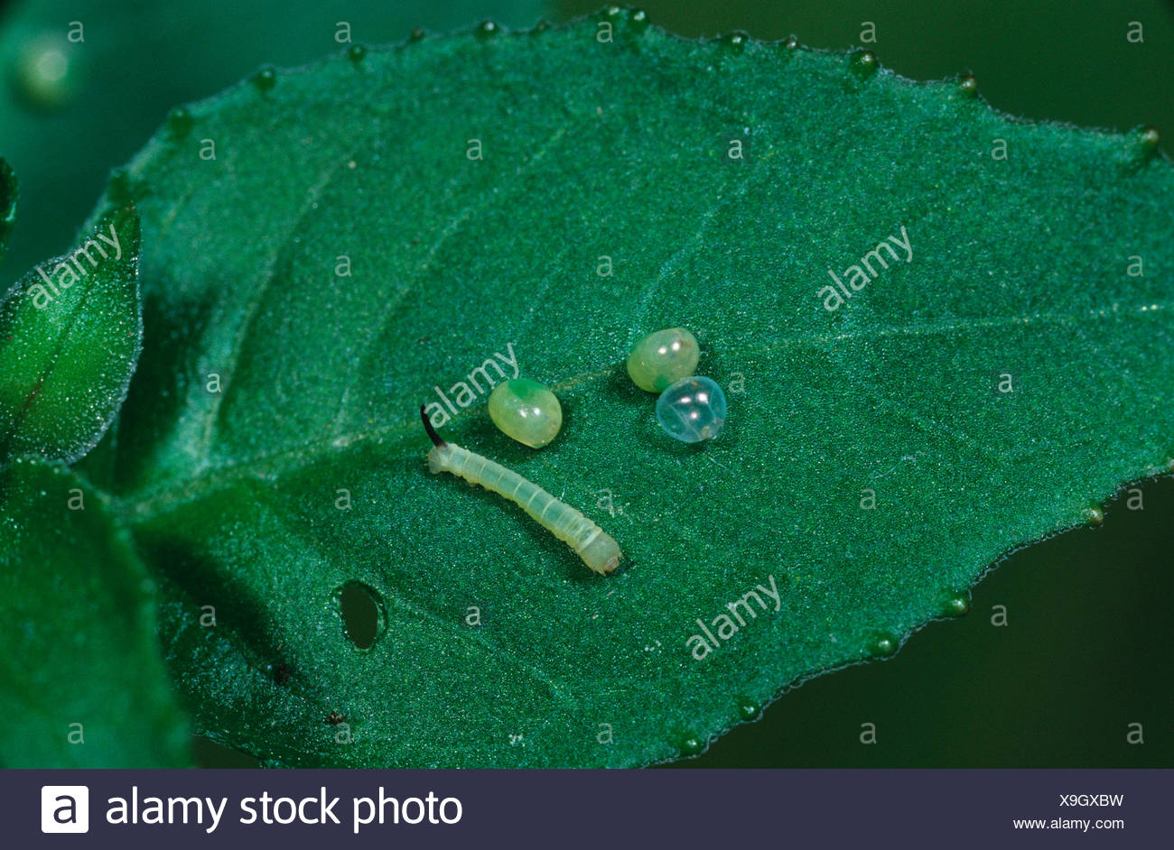 Eggs Egg Caterpillar Caterpillars High Resolution Stock Photography and ...