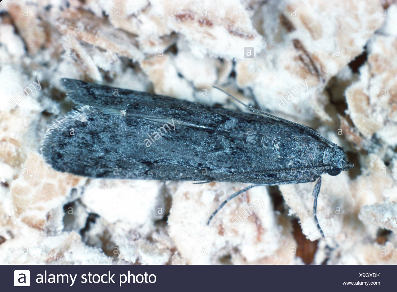 Ephestia Stock Photos & Ephestia Stock Images - Alamy