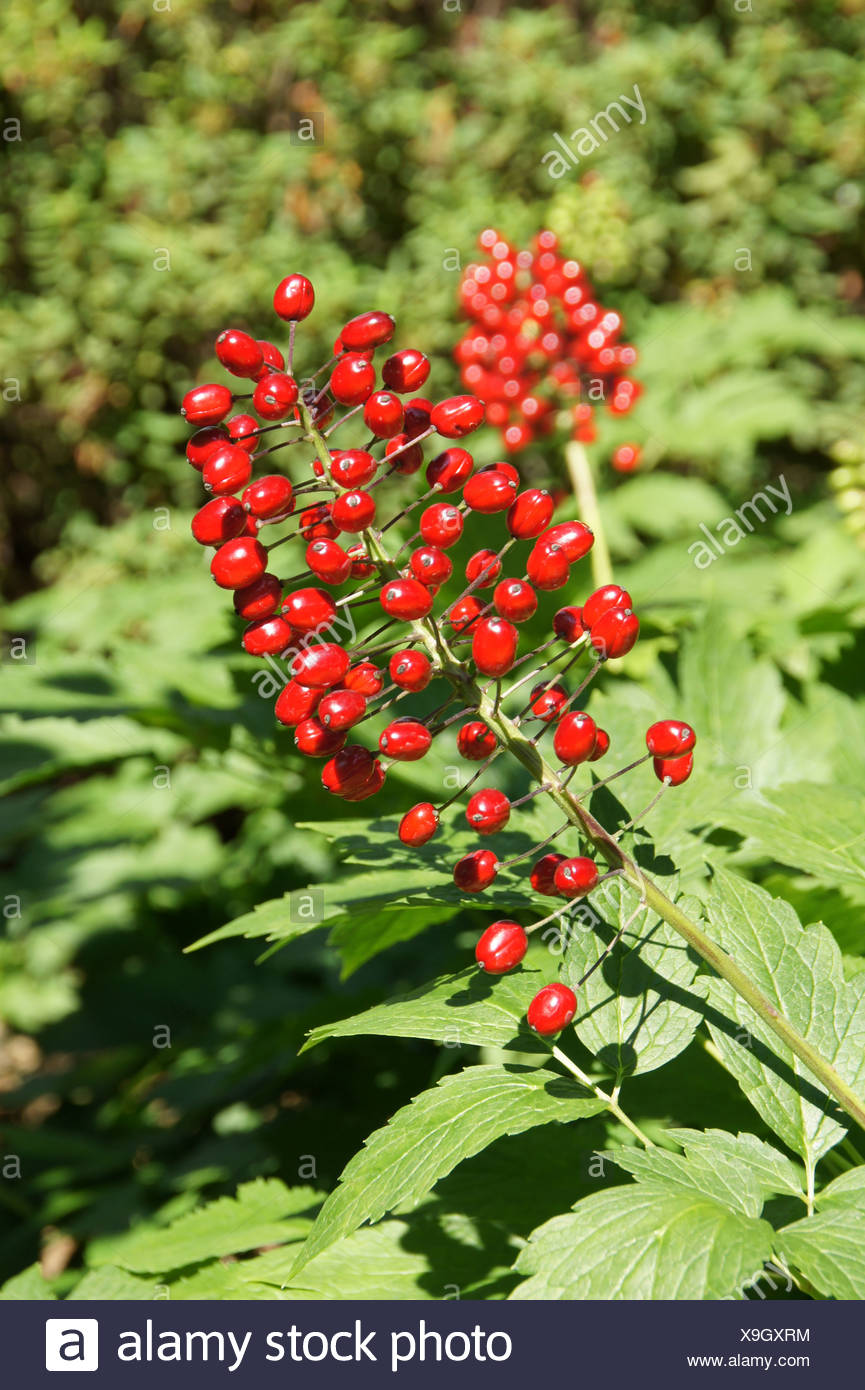 Red Baneberry Stock Photos & Red Baneberry Stock Images - Alamy