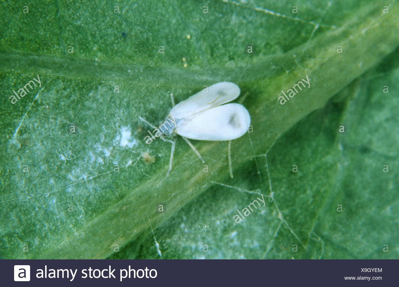 Whitefly Aleyrodidae High Resolution Stock Photography and Images - Alamy