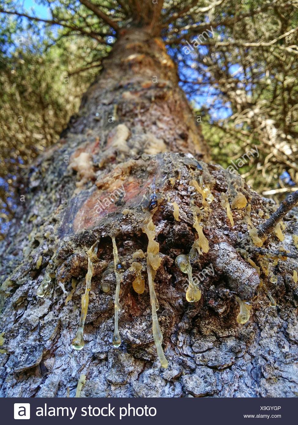 Resin Tree Stock Photos & Resin Tree Stock Images - Alamy