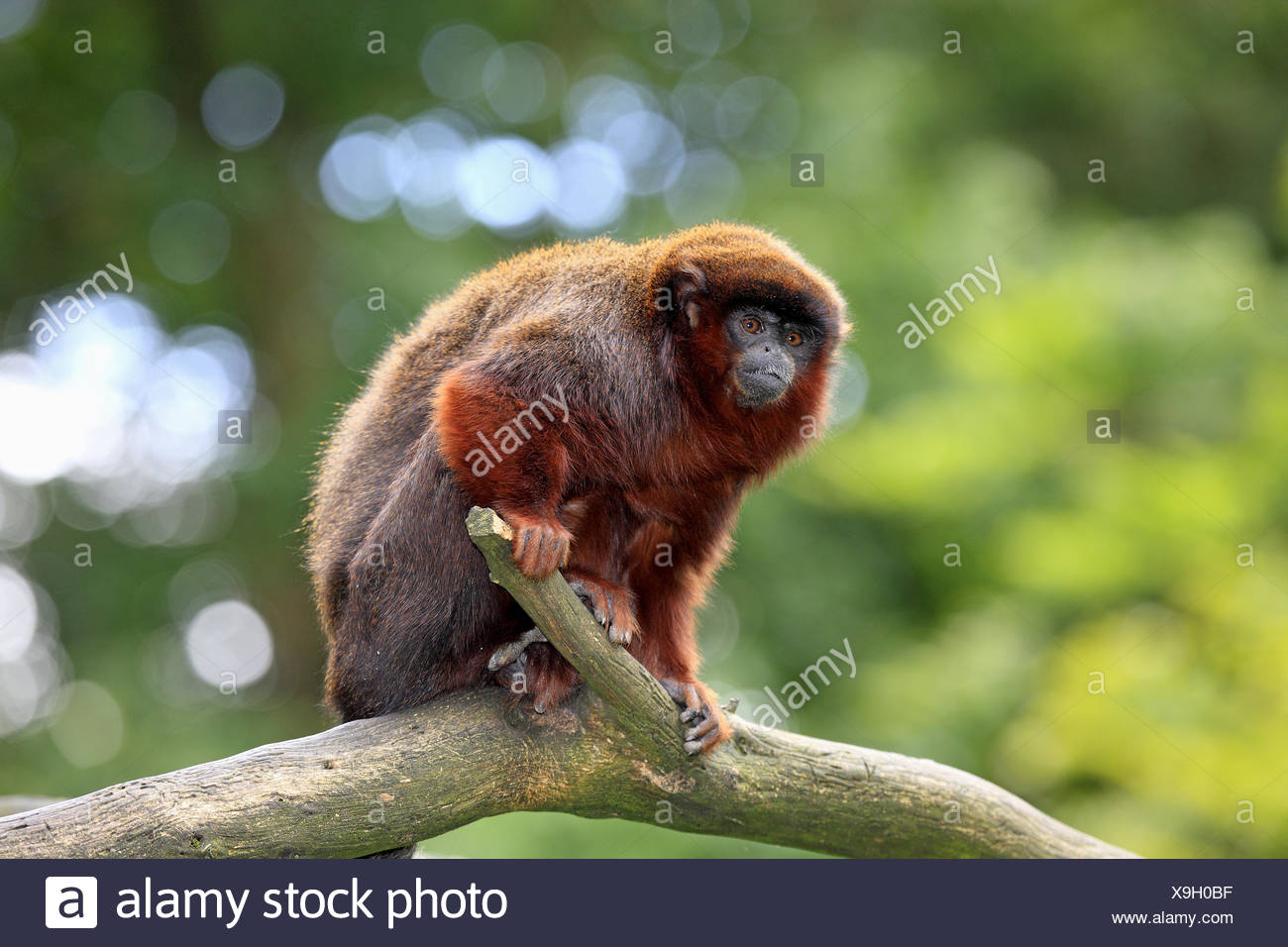 Moloch Stock Photos & Moloch Stock Images - Alamy