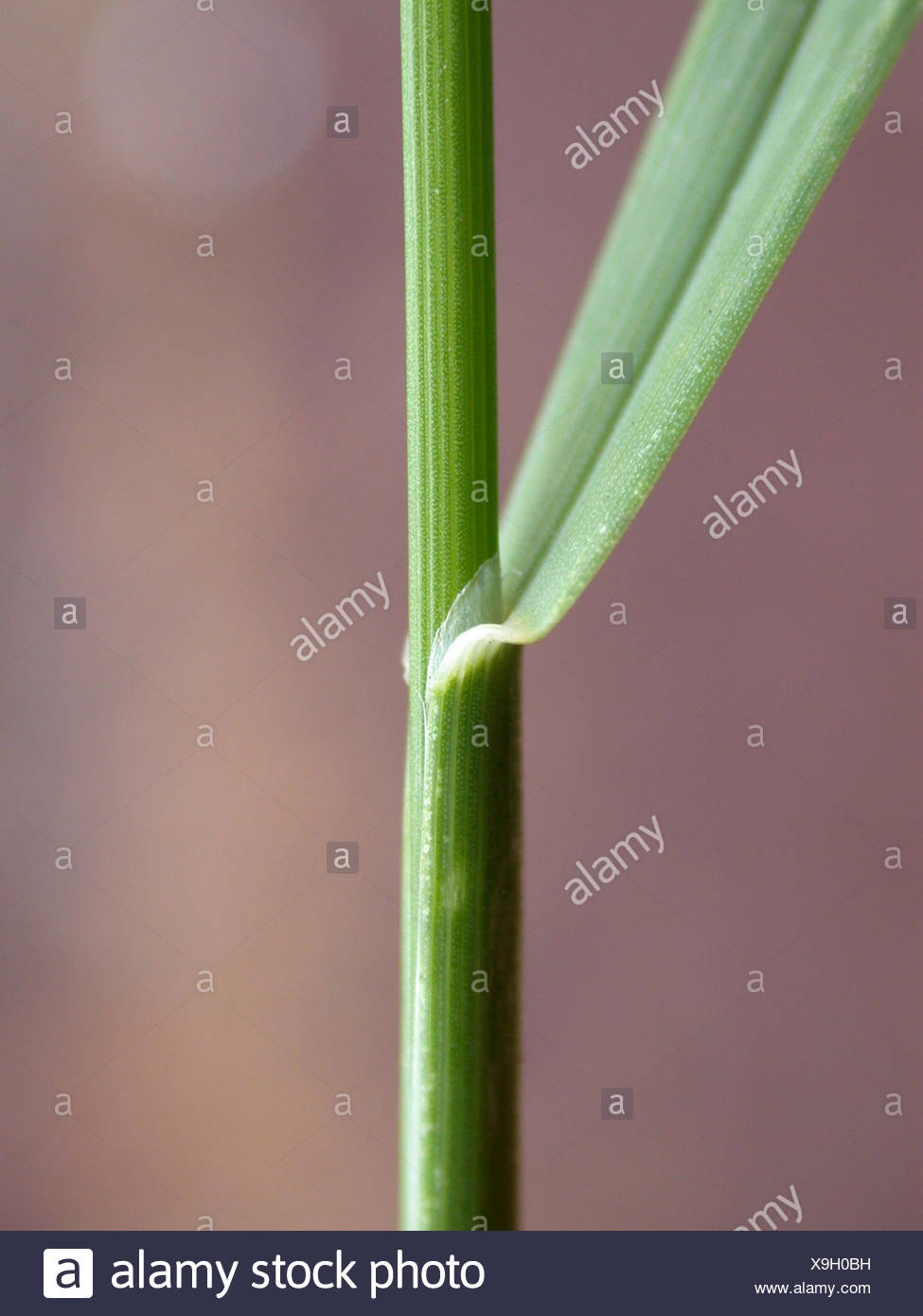 Leaf And Ligule Stock Photos & Leaf And Ligule Stock Images - Alamy