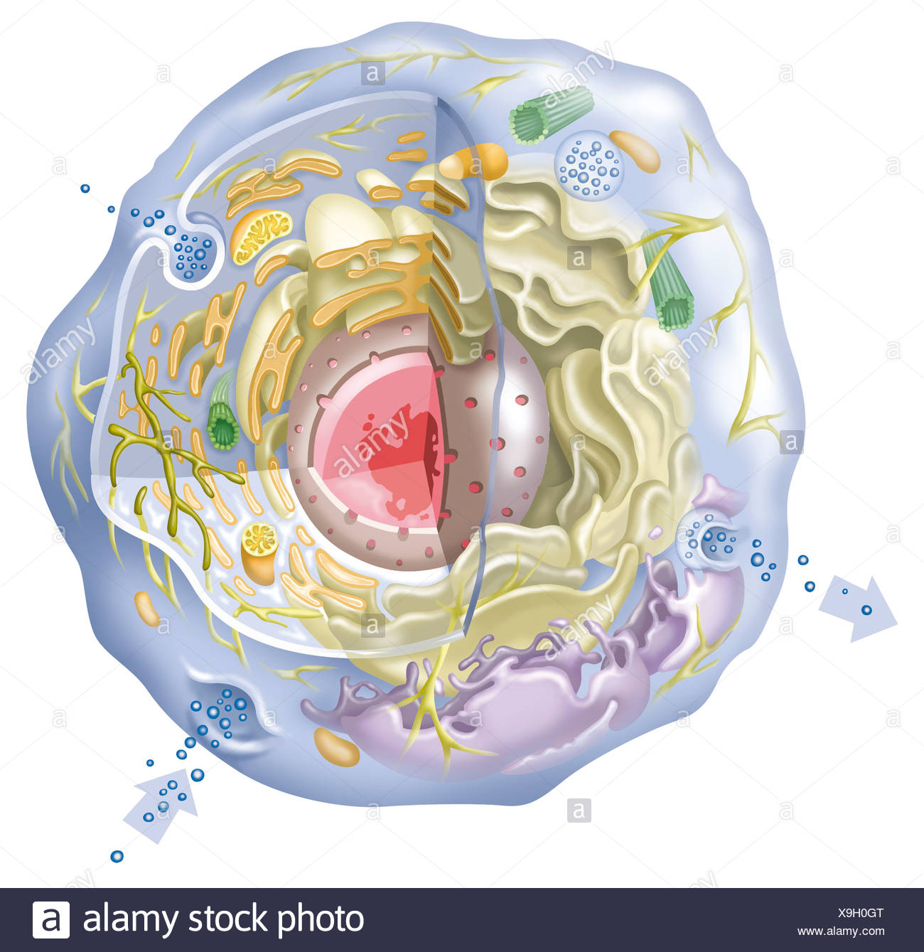 Golgi Apparatus Stock Vector Illustration Of Apparatus