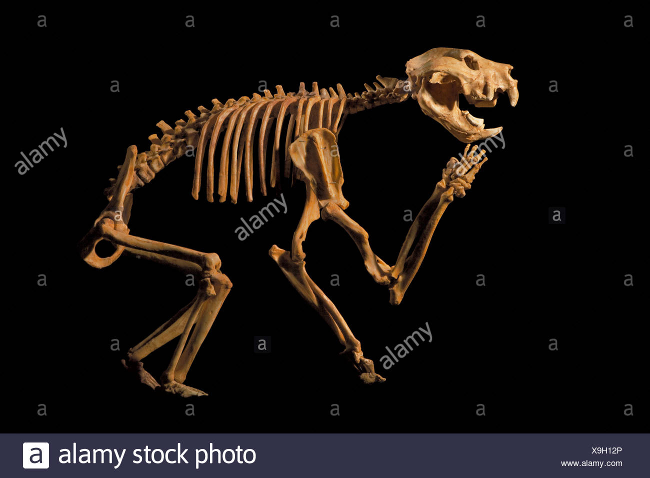 Thylacoleo Stock Photos & Thylacoleo Stock Images - Alamy
