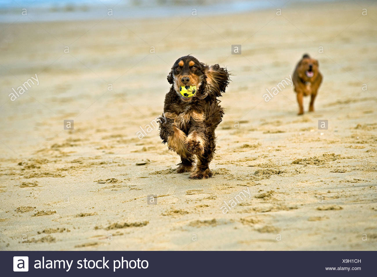 Dog Running Spaniel High Resolution Stock Photography and Images - Alamy