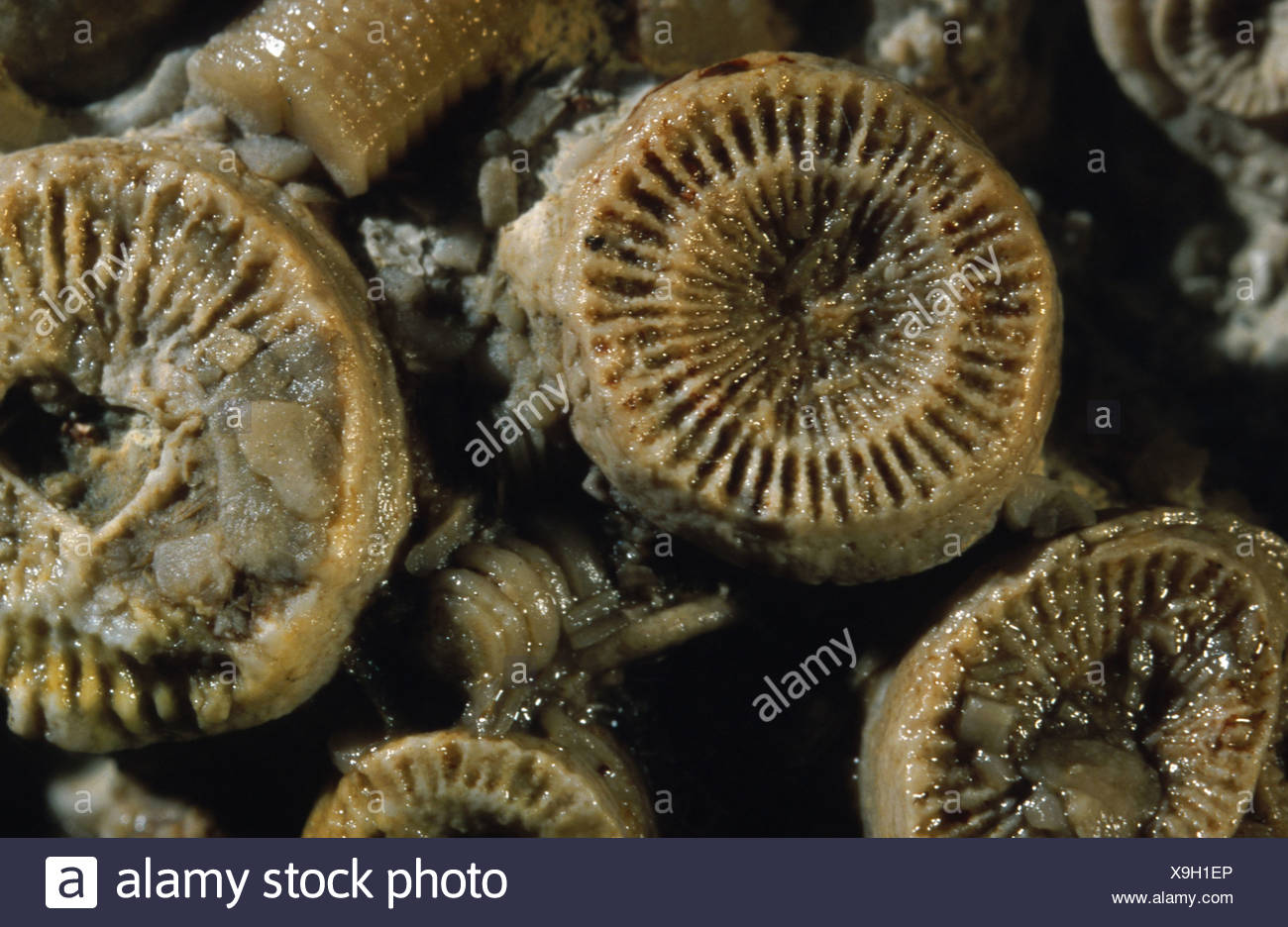 Cyathophyllum Stock Photos & Cyathophyllum Stock Images - Alamy