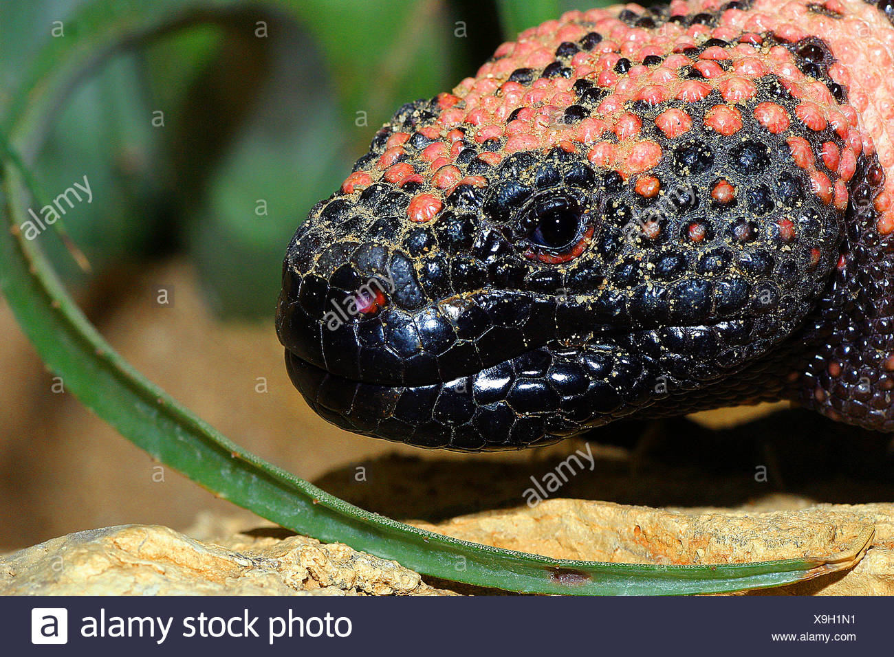 Helodermatidae High Resolution Stock Photography and Images - Alamy