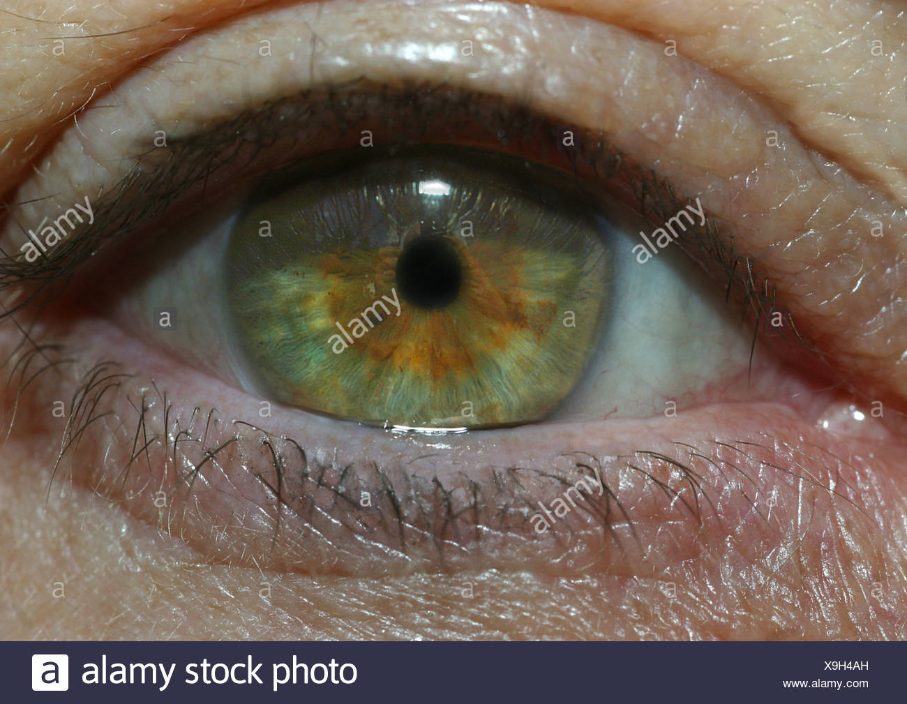 Pupillary Light Reflex High Resolution Stock Photography and Images - Alamy