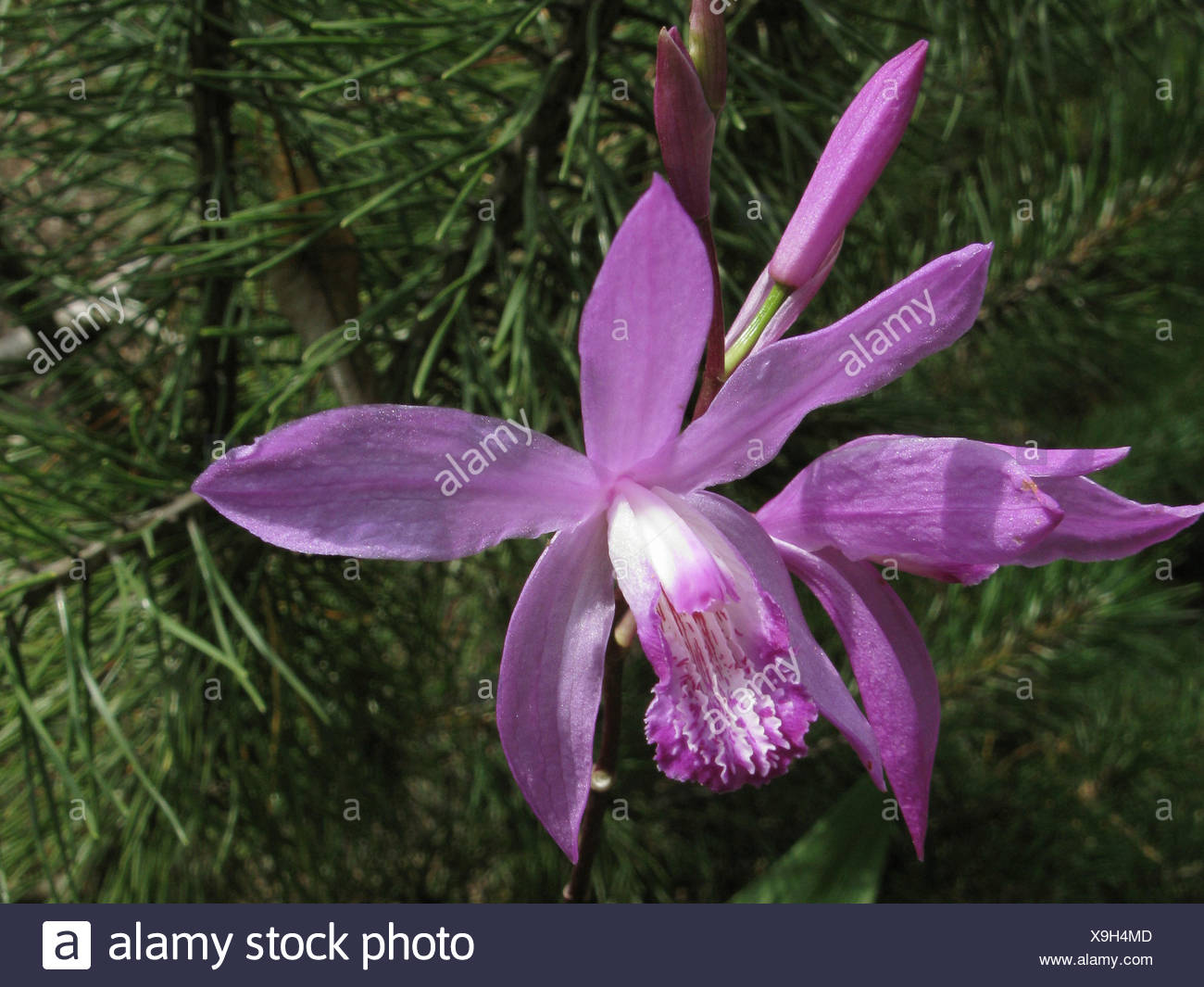 Chinese Orchids High Resolution Stock Photography and Images - Alamy