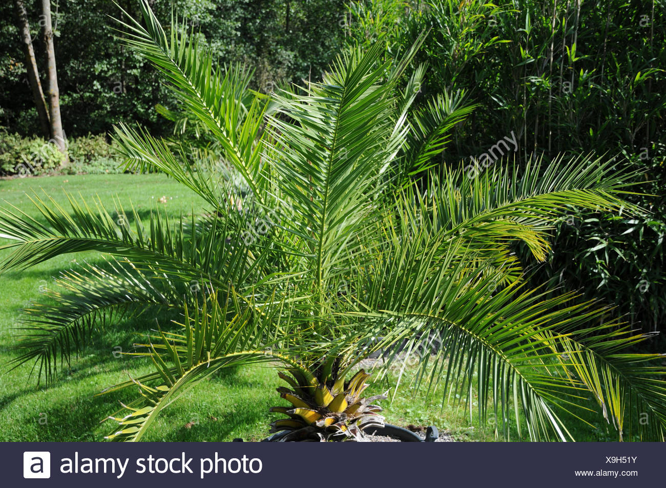 Dattelpalme High Resolution Stock Photography and Images - Alamy