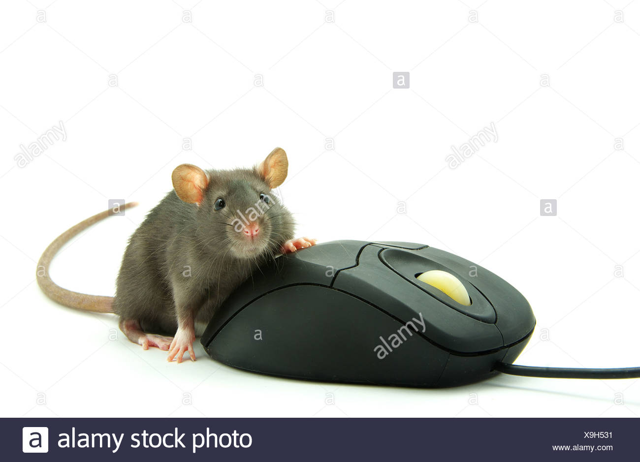 Rat And Computer Stock Photos & Rat And Computer Stock Images - Alamy
