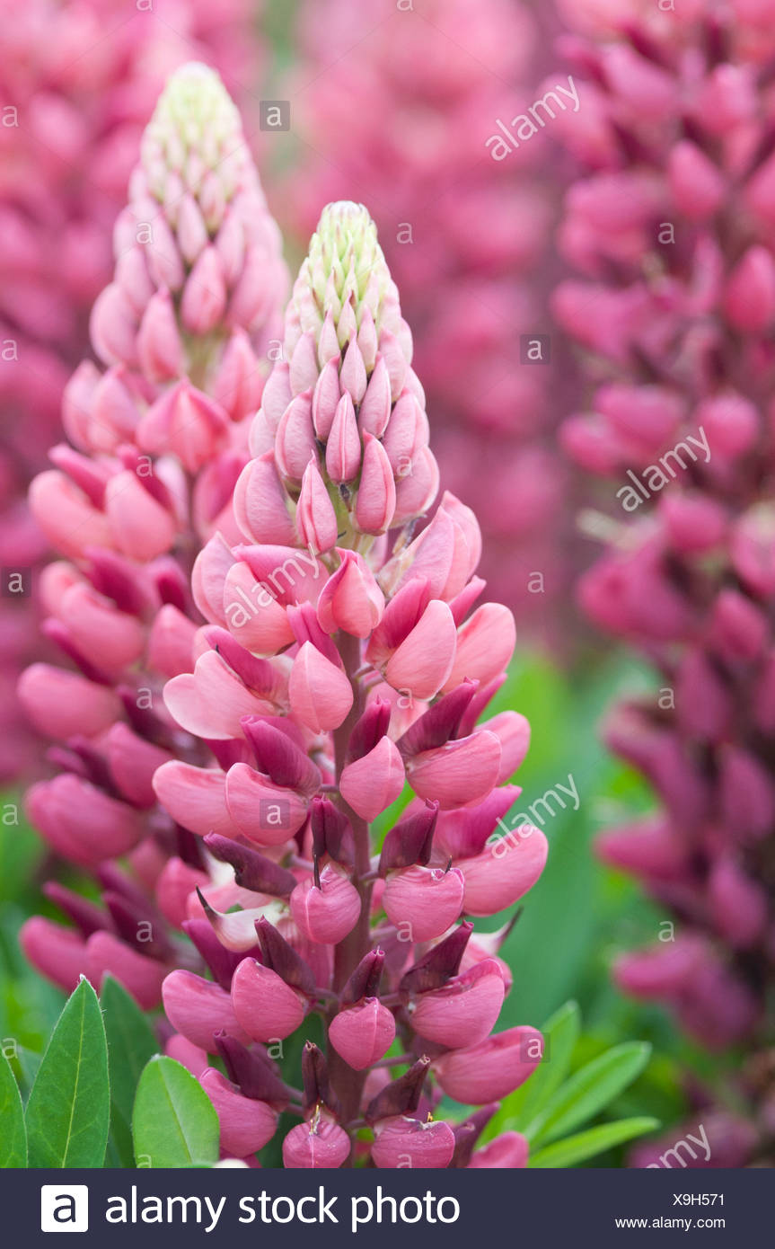 Purple Spikes High Resolution Stock Photography and Images - Alamy