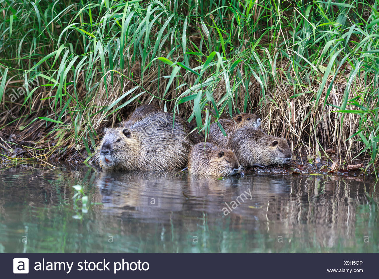 Beaver Nest Stock Photos & Beaver Nest Stock Images - Alamy
