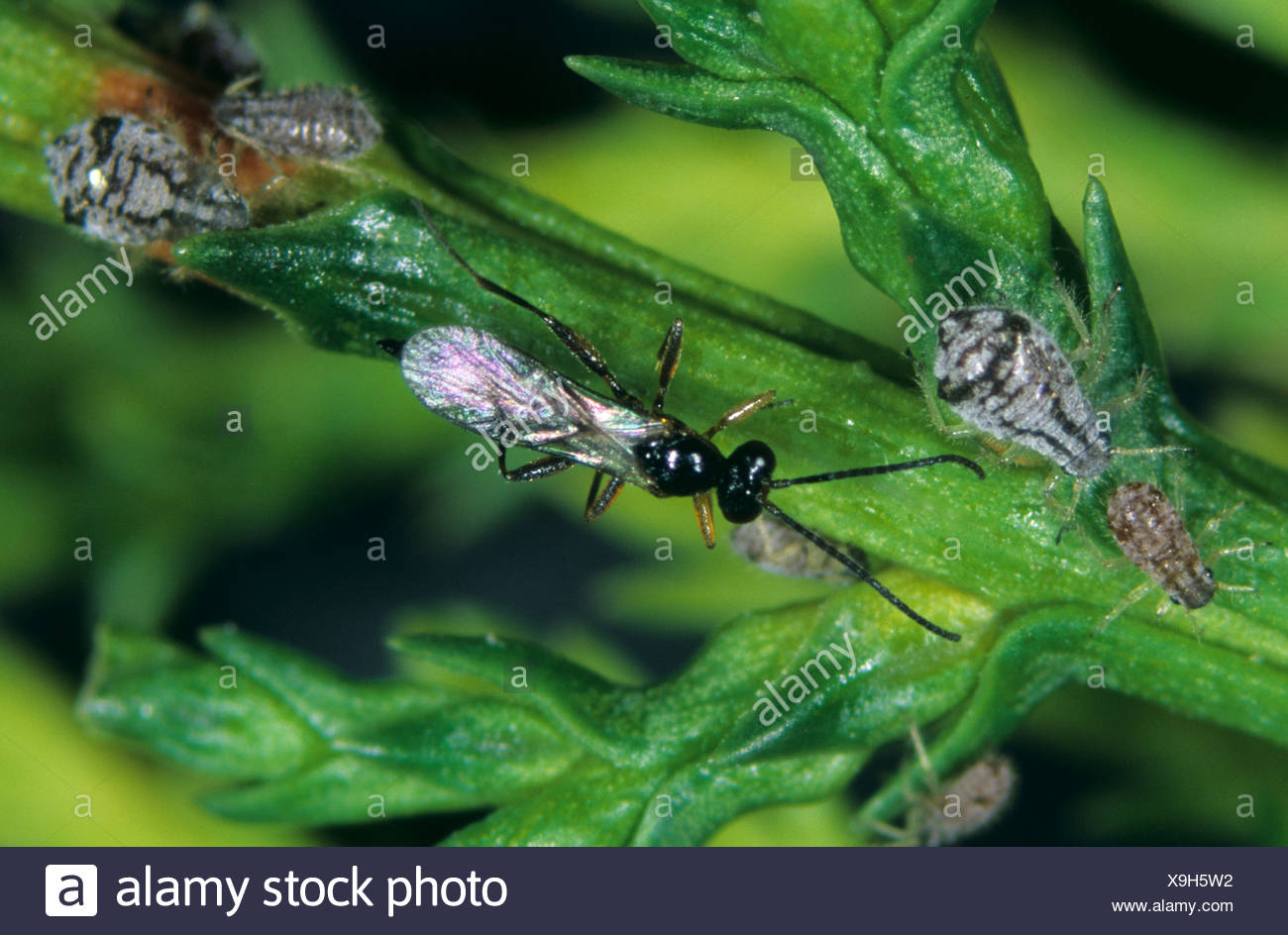 Parasitoid Wasp Pavesia Juniperorum Cypress High Resolution Stock ...