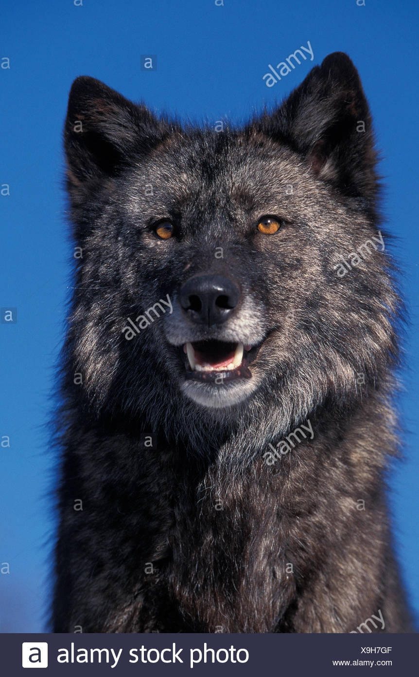 Mackenzie Valley Wolves High Resolution Stock Photography and Images ...