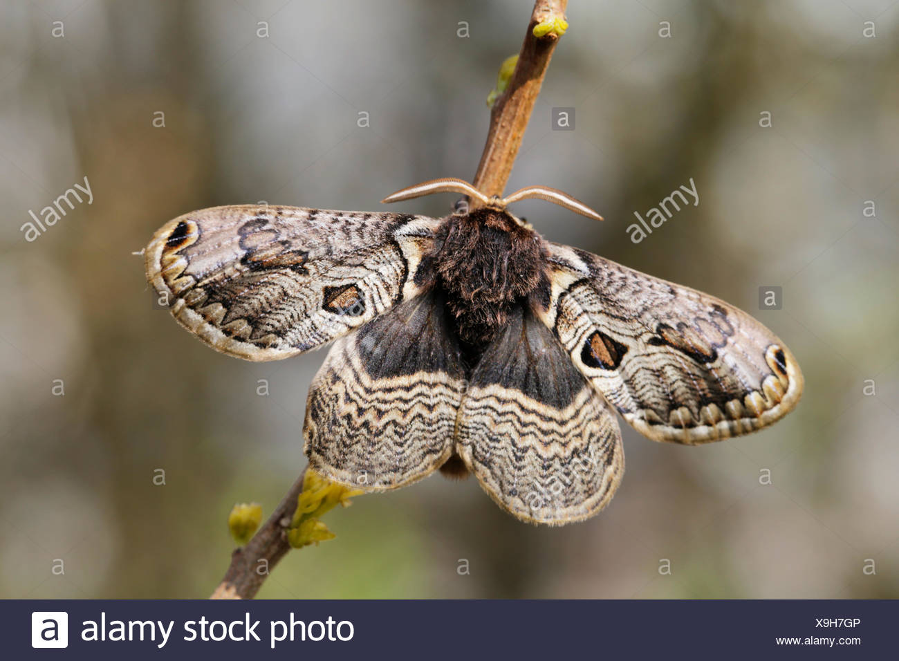 Owl Moth High Resolution Stock Photography and Images - Alamy
