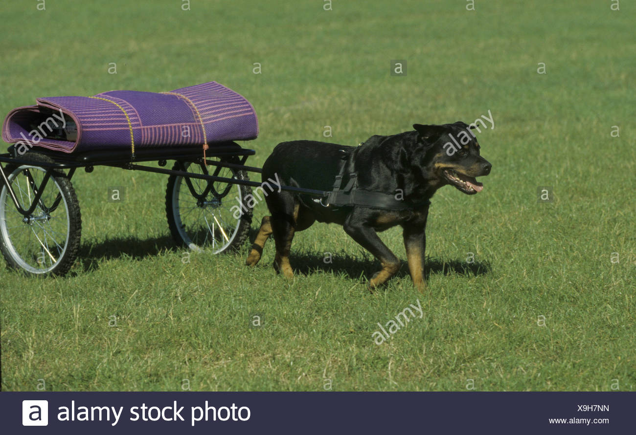 Dog Pulling Cart High Resolution Stock Photography and Images - Alamy