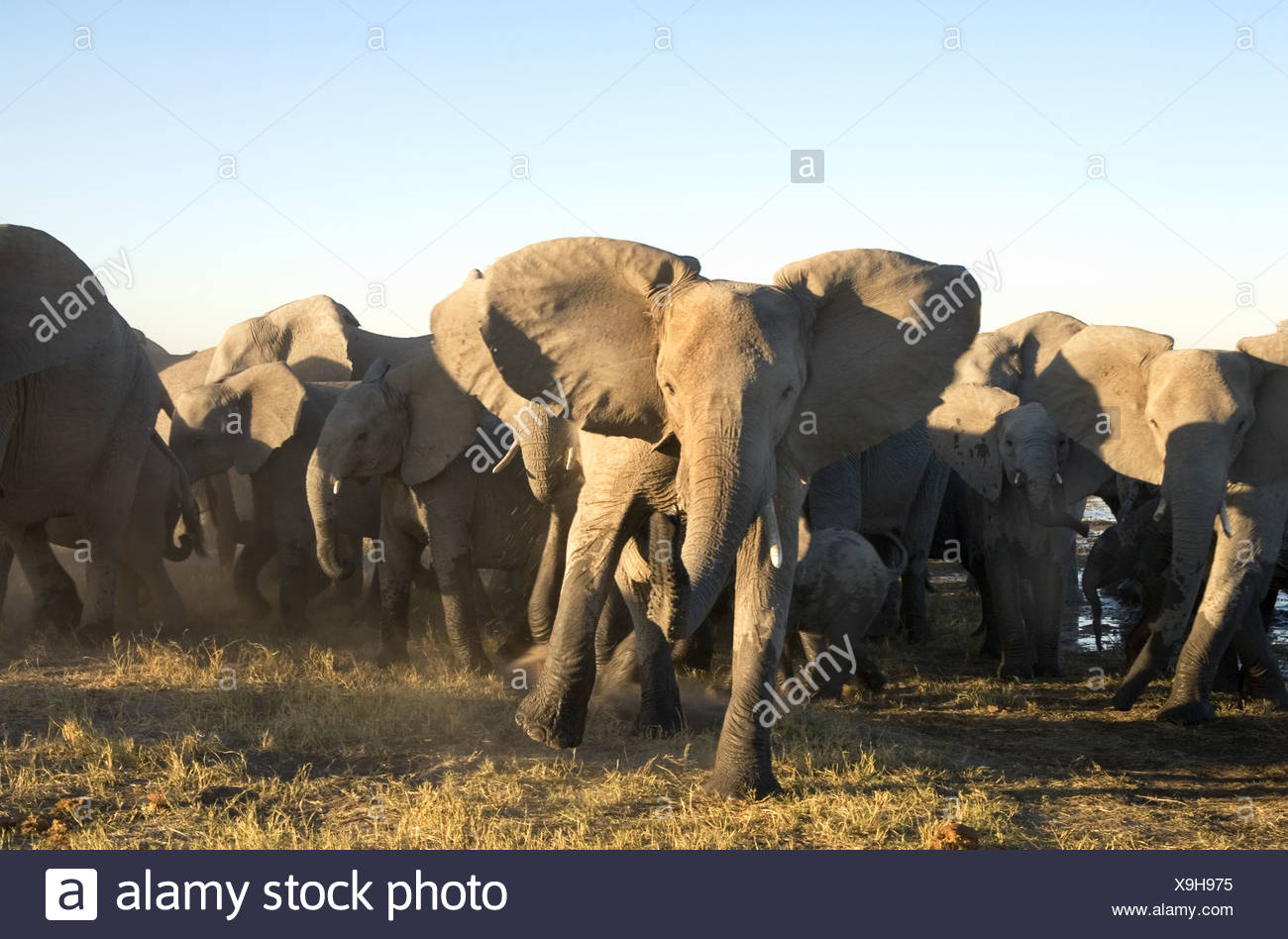 Elephant Stampede Stock Photos & Elephant Stampede Stock Images - Alamy