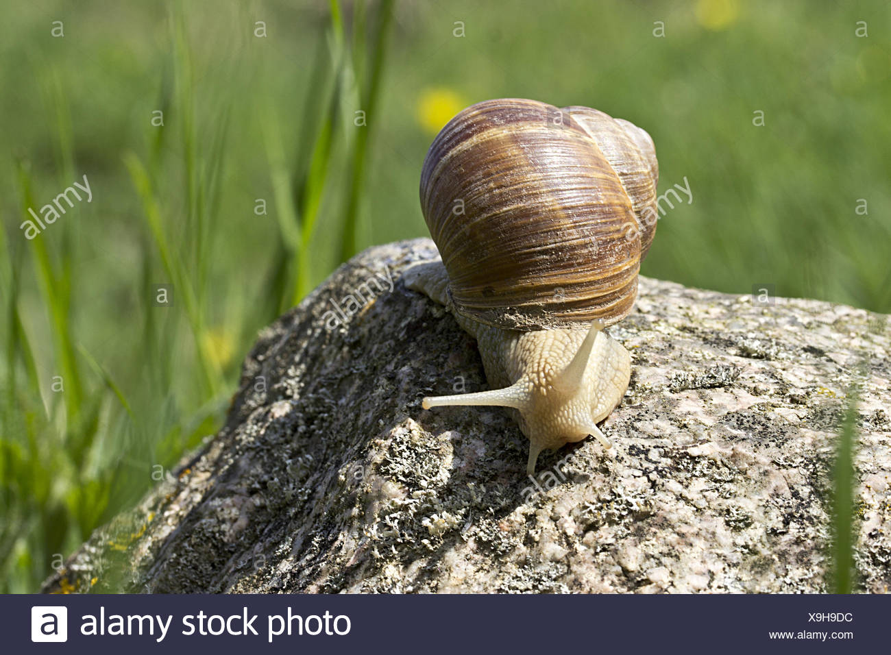 Edible Snail High Resolution Stock Photography and Images - Alamy