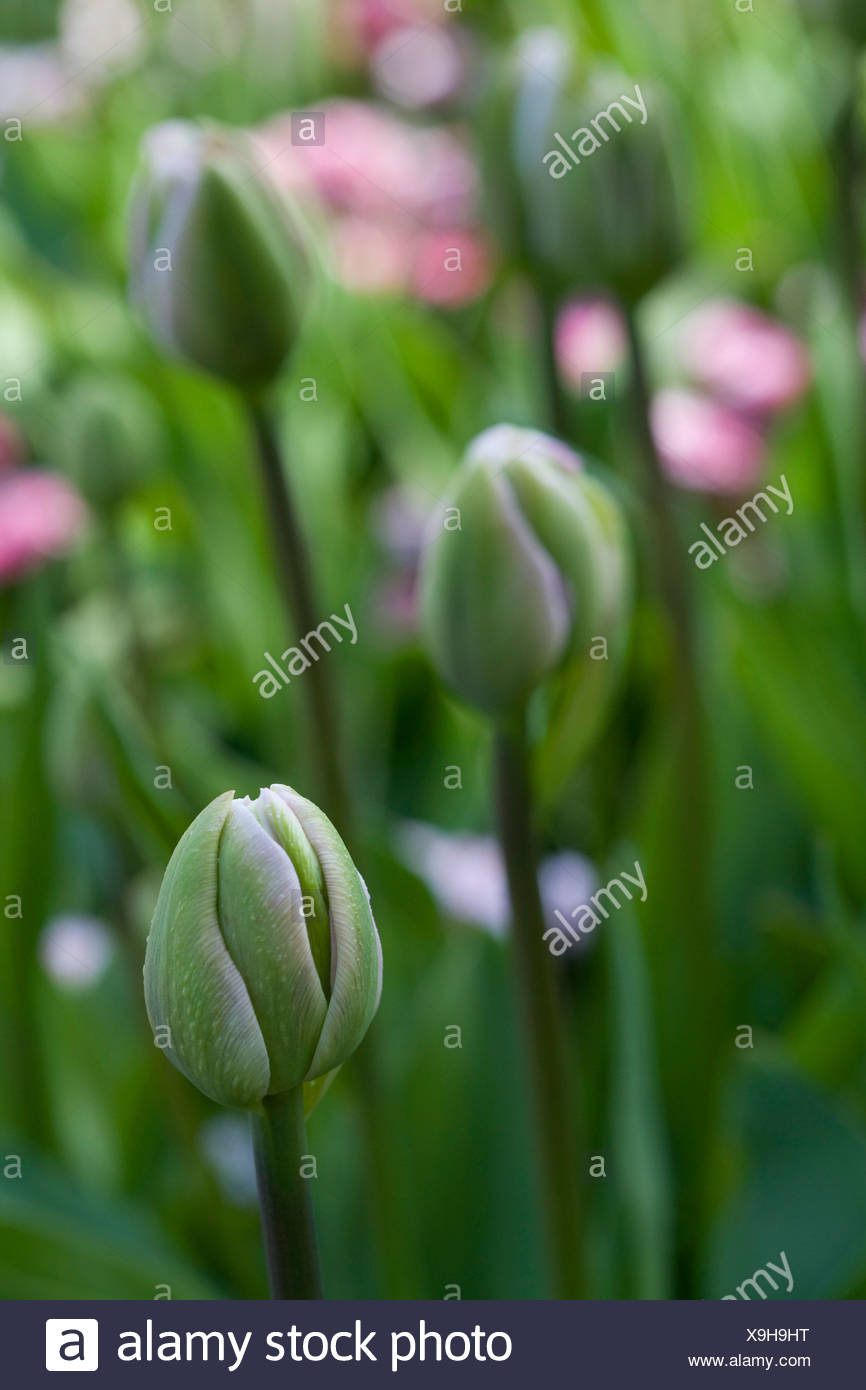 Budding Plant Stock Photos & Budding Plant Stock Images - Alamy