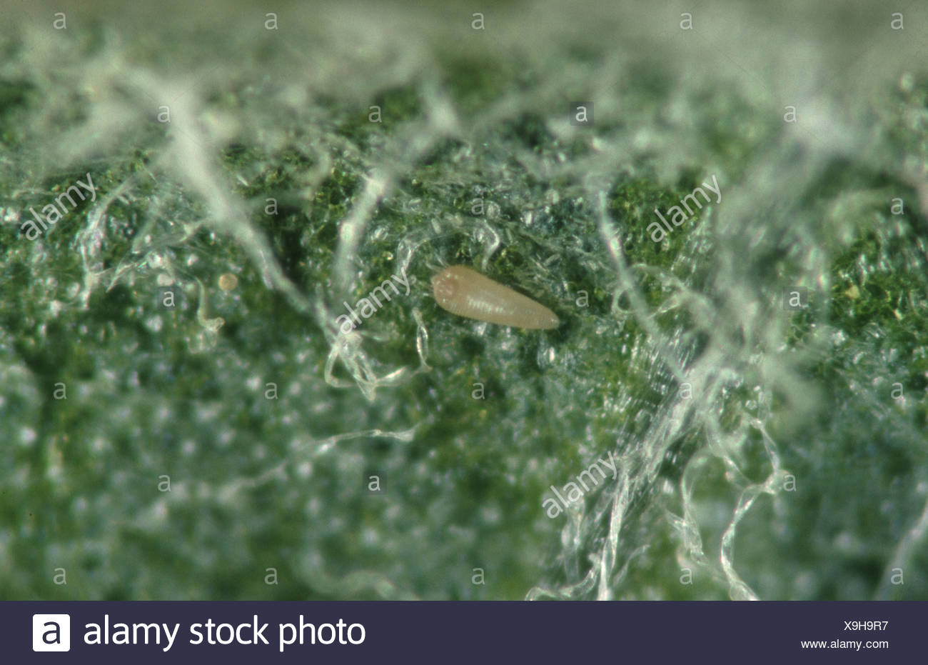 Rust Mite High Resolution Stock Photography and Images - Alamy