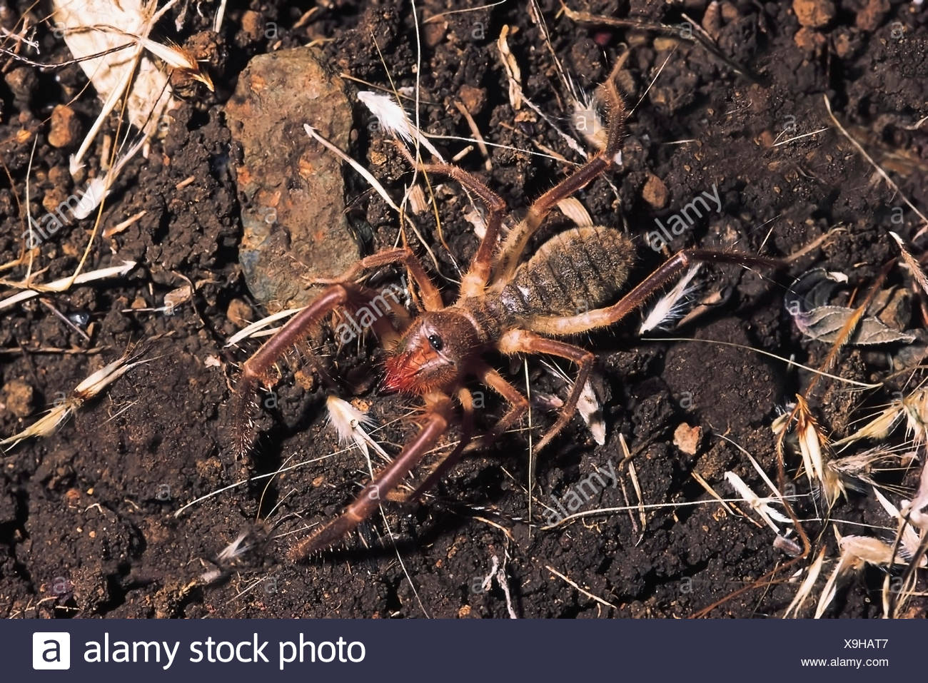 Solifuges Stock Photos & Solifuges Stock Images - Alamy