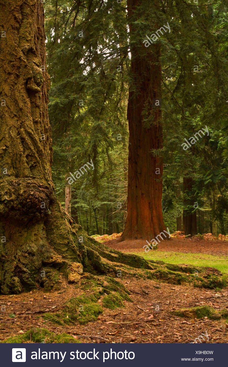 Ash Tree Forest High Resolution Stock Photography and Images - Alamy