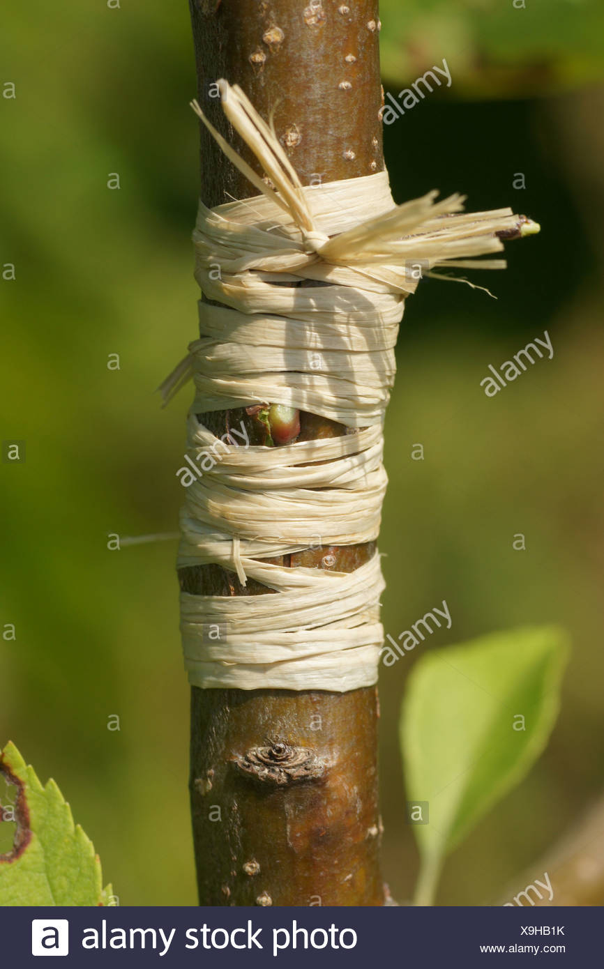 Obst Veredeln High Resolution Stock Photography and Images - Alamy