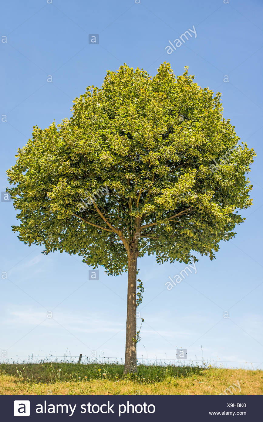 Lime Tree Flower High Resolution Stock Photography and Images - Alamy