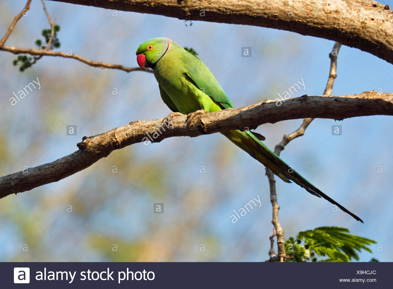 Rose Ringed Parakeet Male High Resolution Stock Photography and Images ...