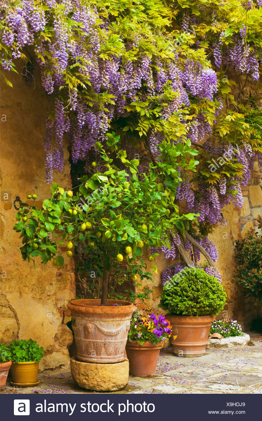 Chinese Tree Lilac High Resolution Stock Photography and Images - Alamy
