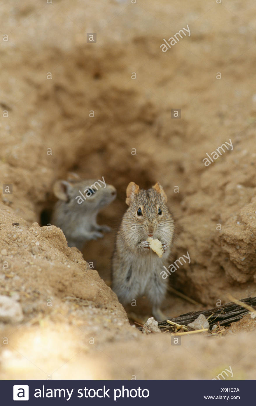 Two Mice High Resolution Stock Photography and Images - Alamy