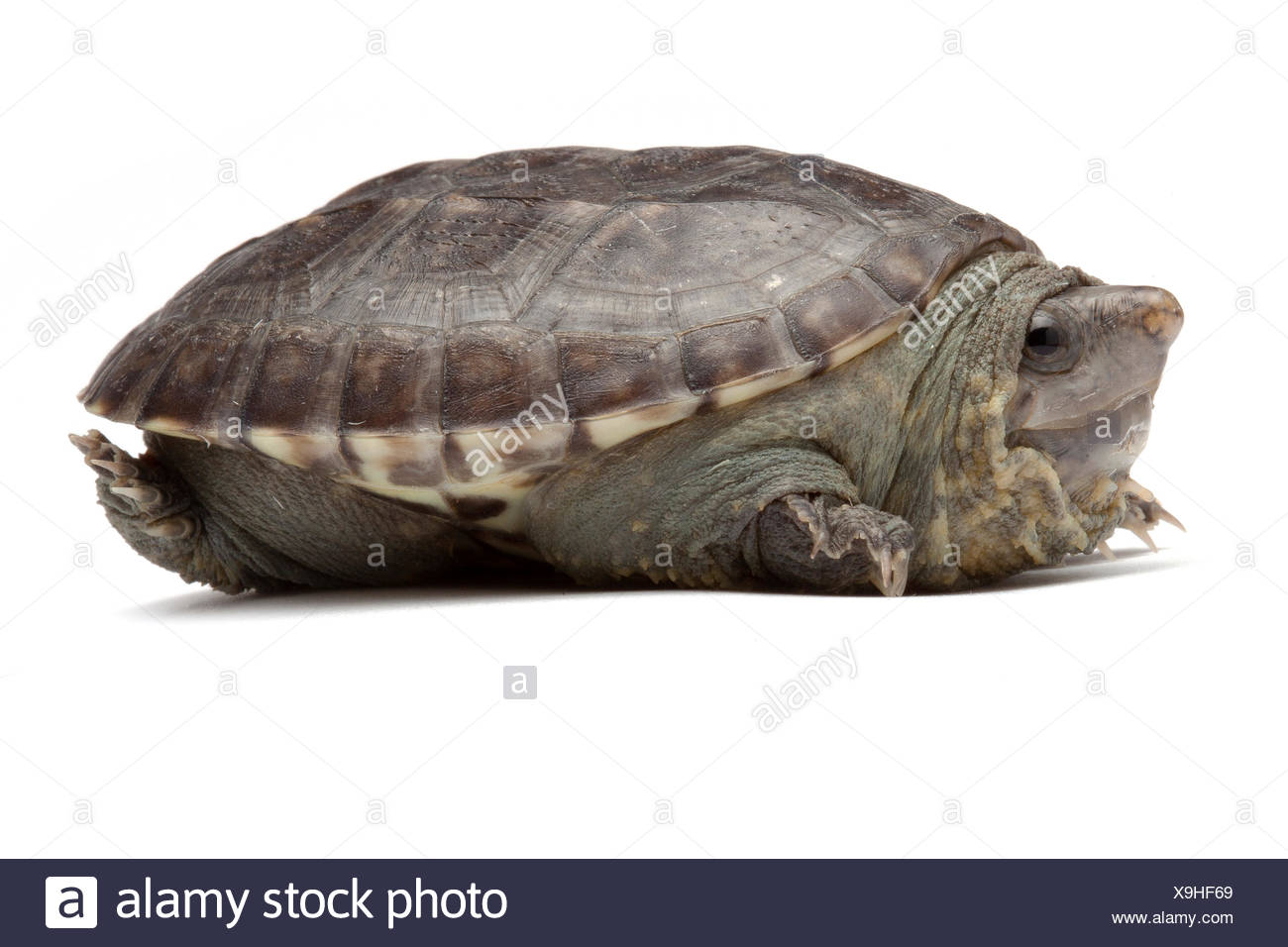 Musk Turtle High Resolution Stock Photography and Images - Alamy
