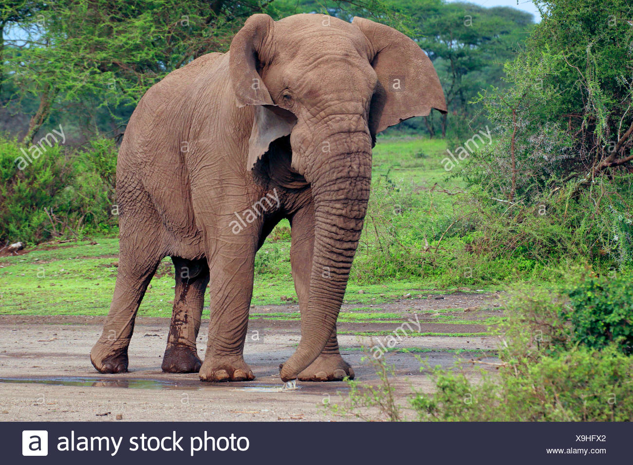 Elephant Tusks High Resolution Stock Photography and Images - Alamy