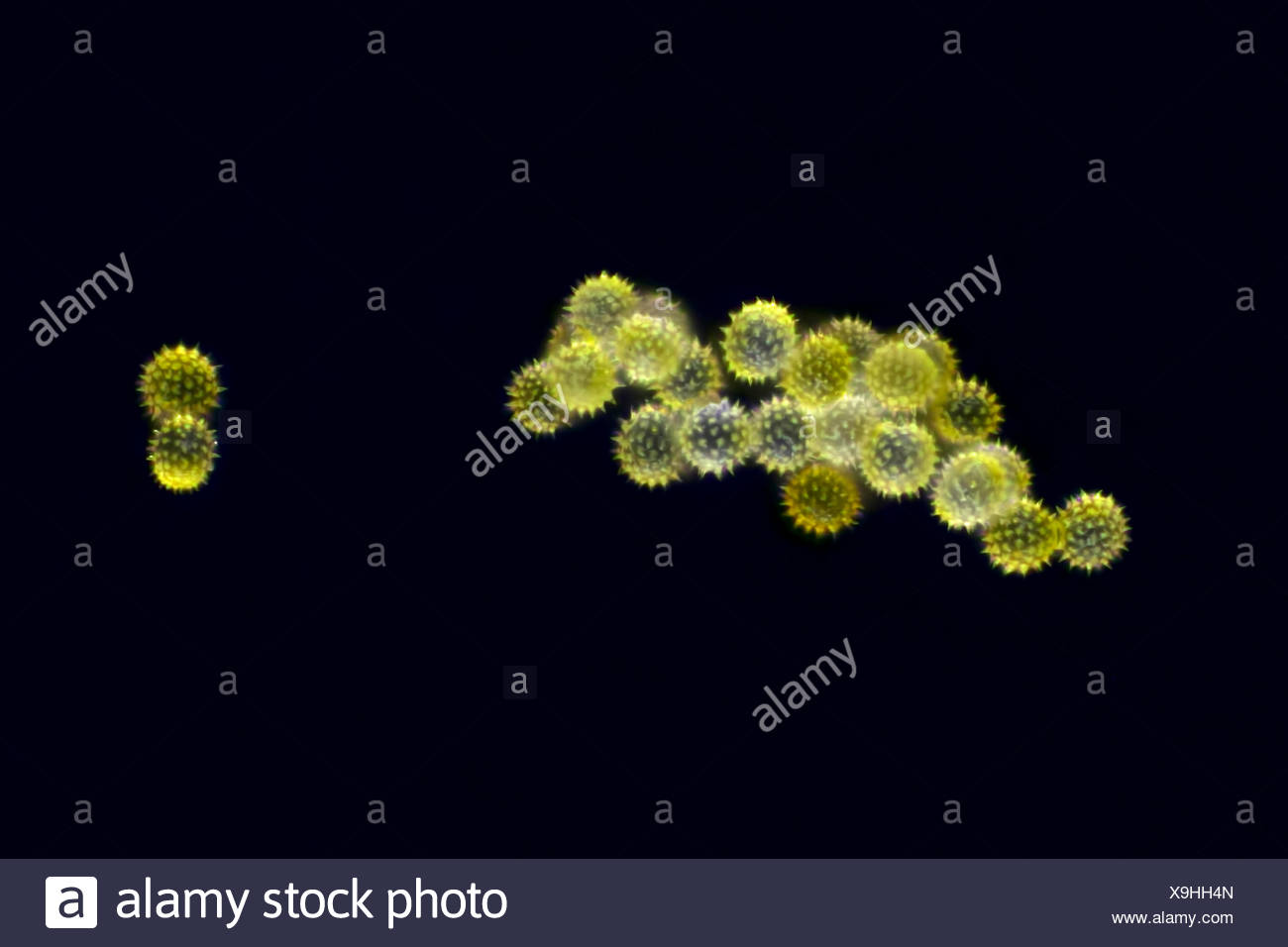 Magnified Pollen High Resolution Stock Photography and Images - Alamy