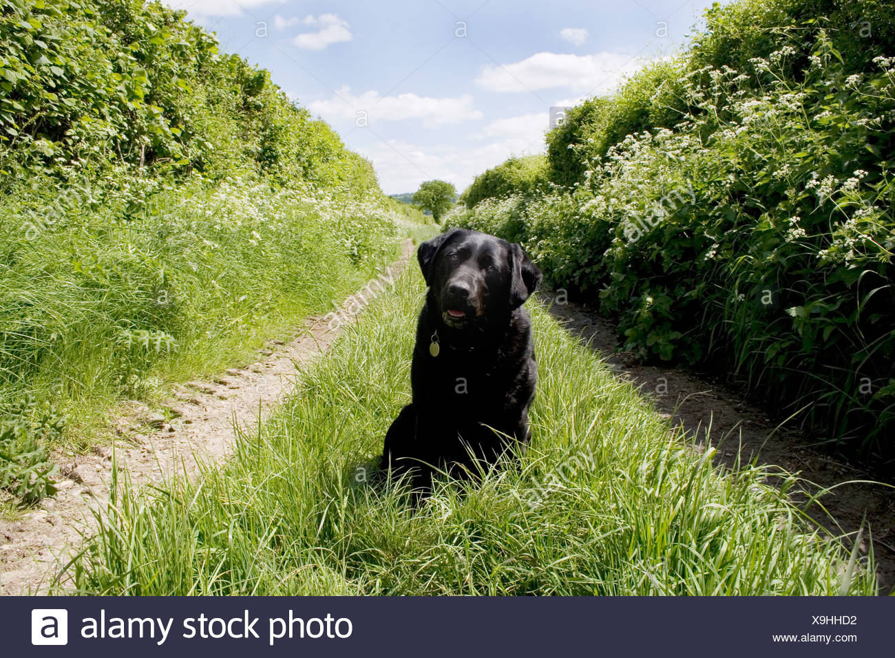 Old Fat Labrador High Resolution Stock Photography and Images - Alamy