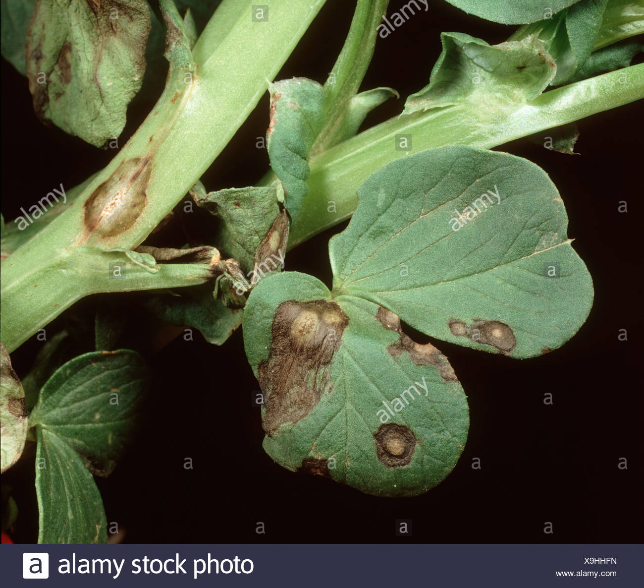 Pycnidium High Resolution Stock Photography and Images - Alamy