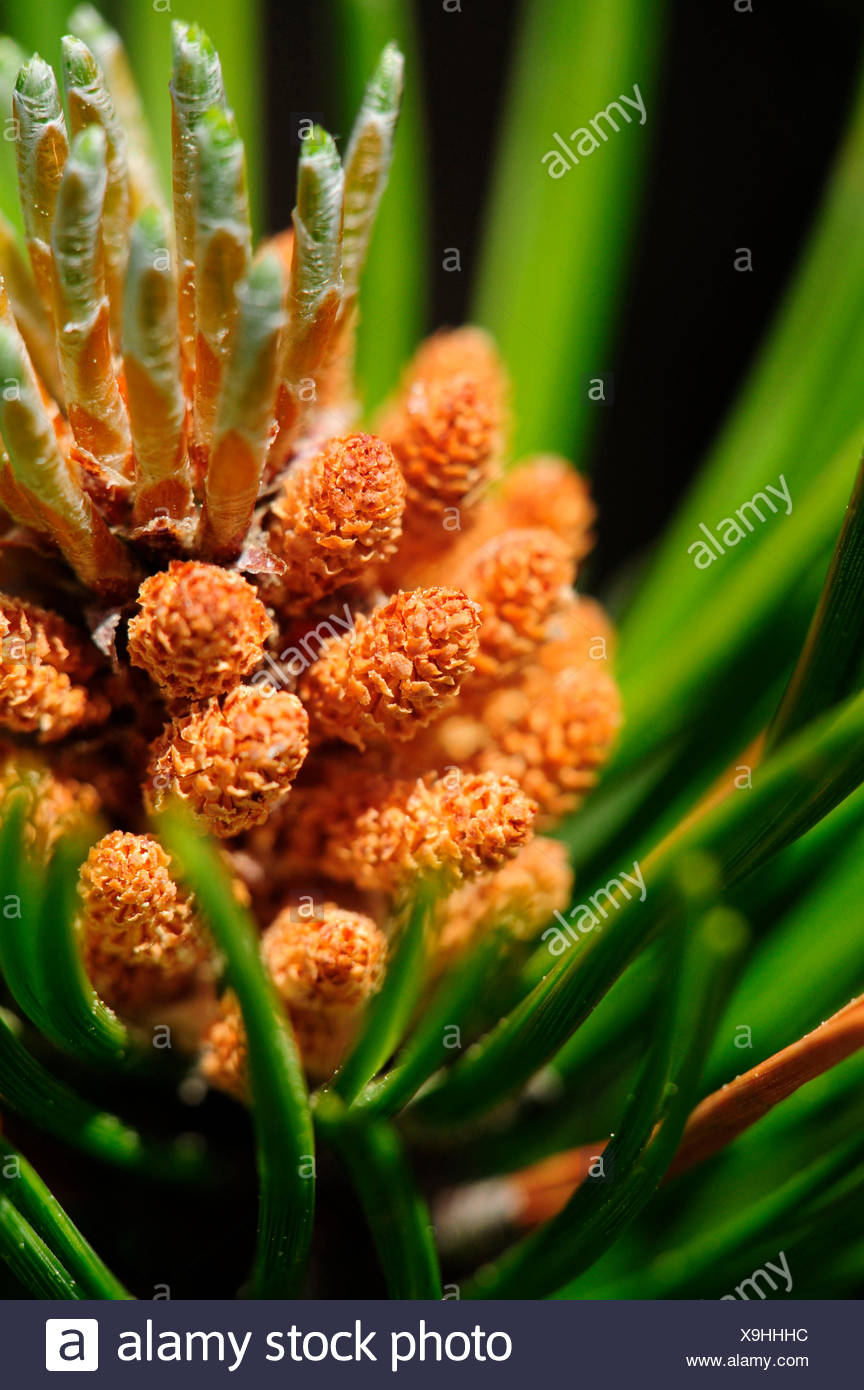 Dwarf Pine High Resolution Stock Photography and Images - Alamy