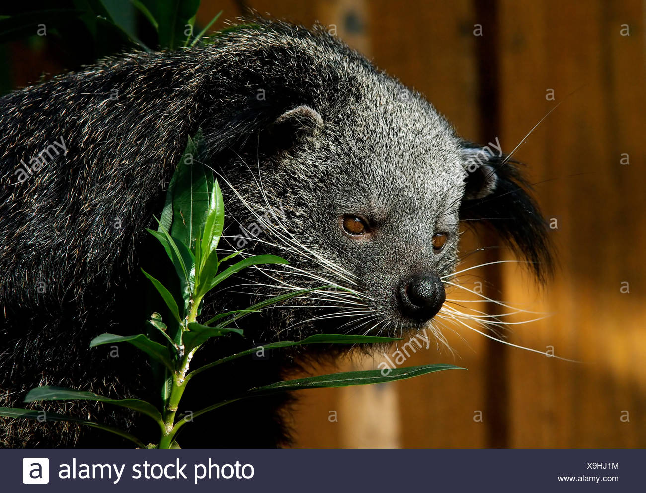 Palmenroller High Resolution Stock Photography and Images - Alamy