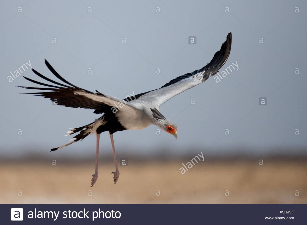 Secretary Bird Flying High Resolution Stock Photography and Images - Alamy