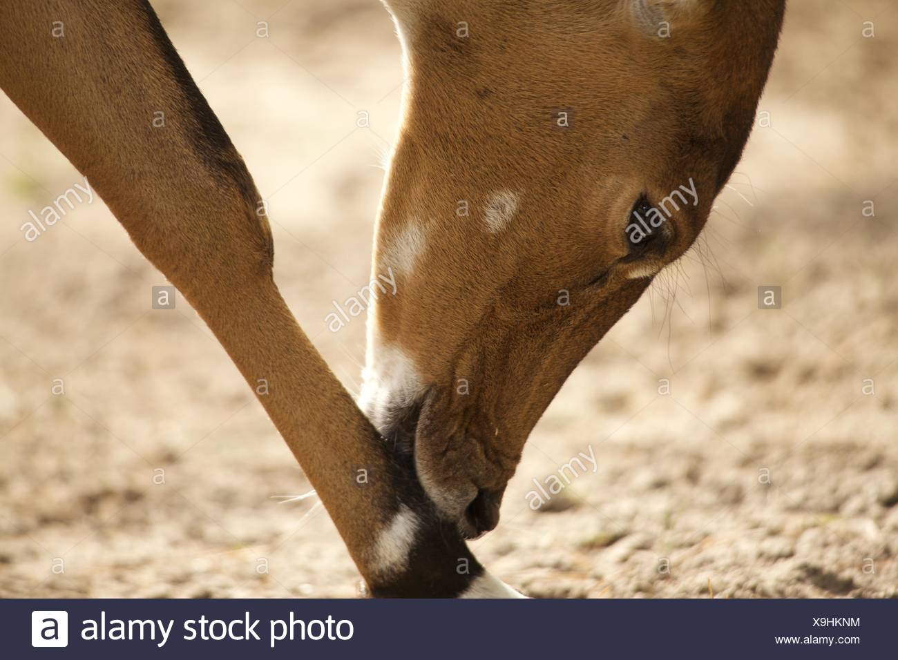 Deer Leg High Resolution Stock Photography and Images - Alamy