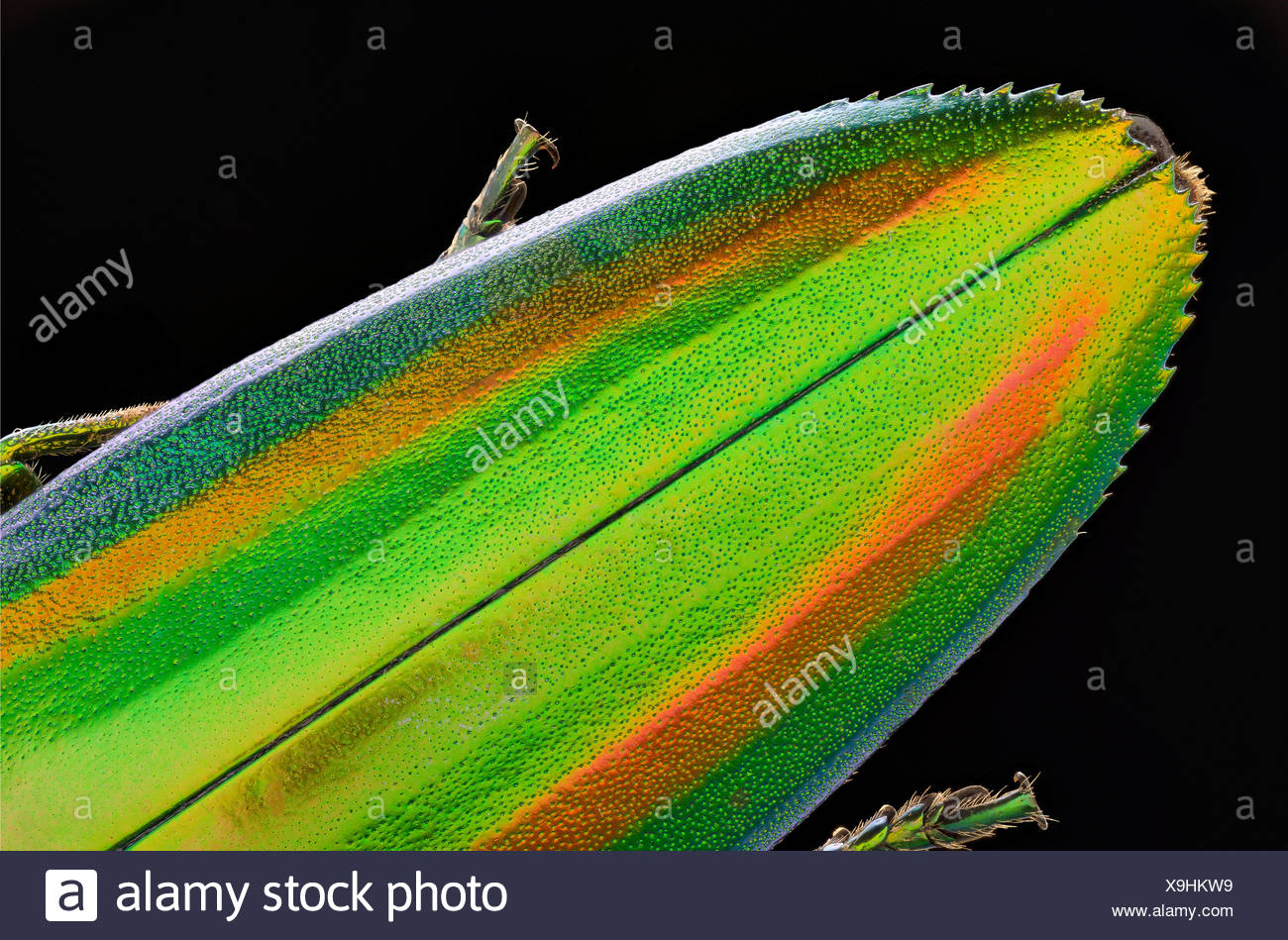 Metallic Green Elytra High Resolution Stock Photography and Images - Alamy