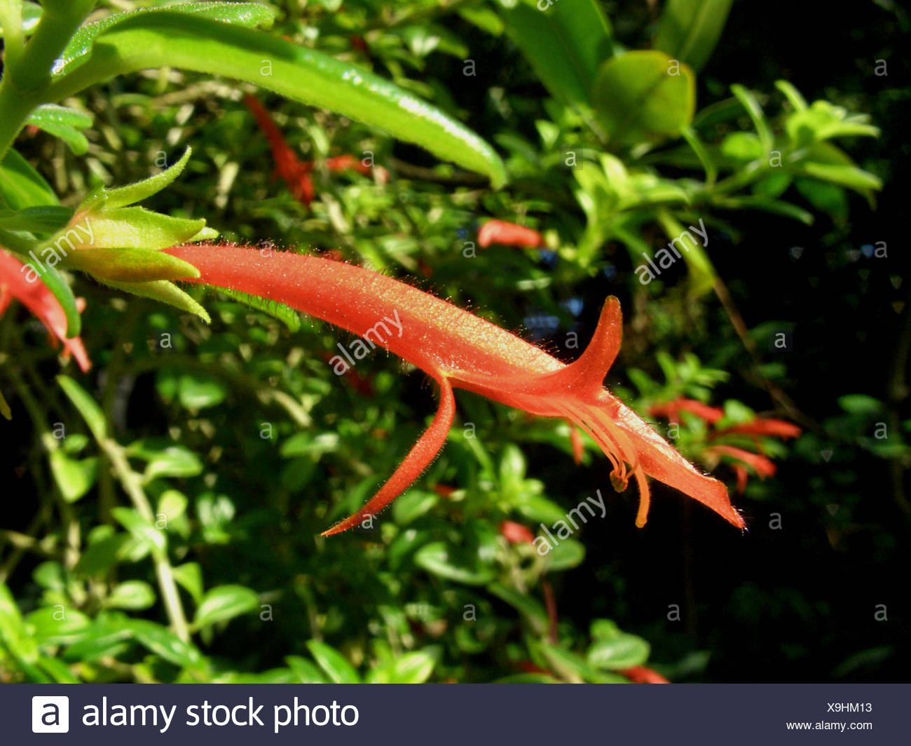 Columnea High Resolution Stock Photography and Images - Alamy