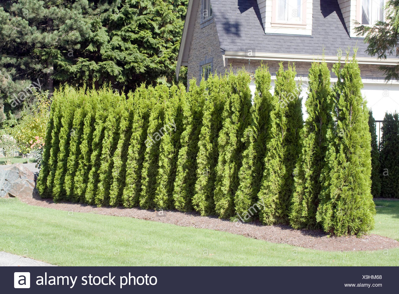 Thuja Occidentalis Smaragd Stock Photos & Thuja Occidentalis Smaragd ...