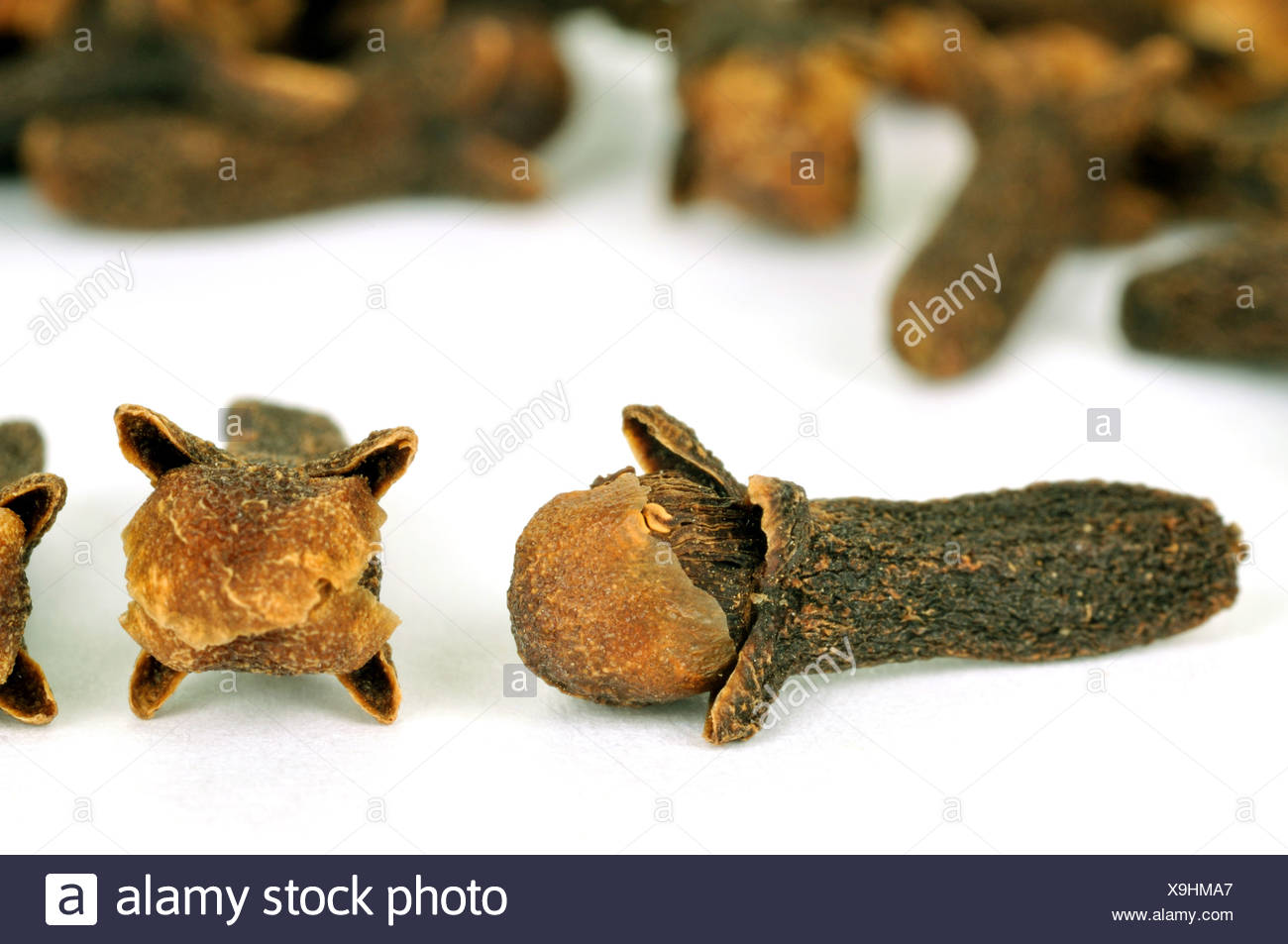 Clove Tree High Resolution Stock Photography and Images - Alamy
