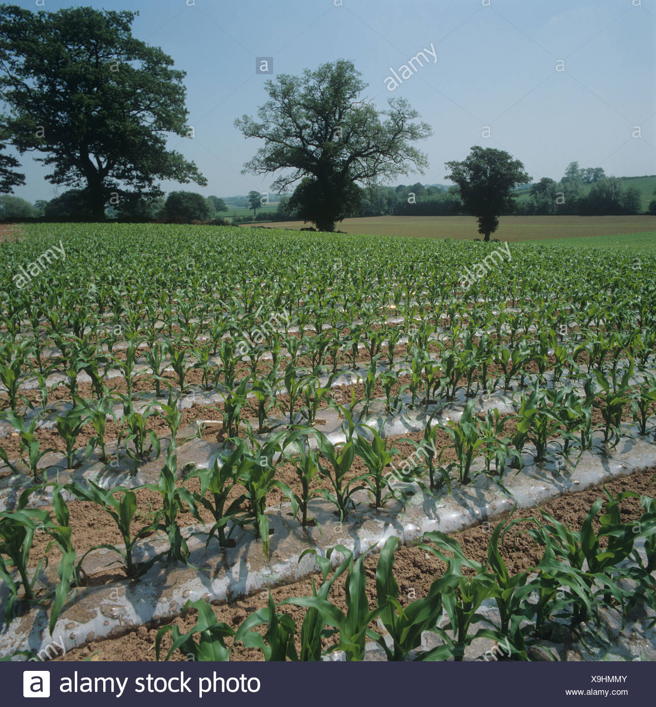 Cover Crop Uk High Resolution Stock Photography and Images - Alamy